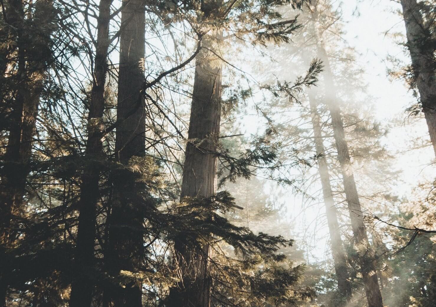 Frequently Asked Questions | Fernandez Tree Service